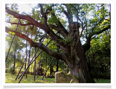 Visual Tree Assessment VTA - Studio Forestale Barreca